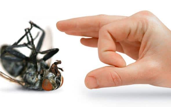 5 CONSEJOS PARA ELIMINAR MOSCAS DE TU HOGAR | Consejos del Conejo