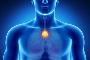 EL TIMO: LA GLÁNDULA DE LA FELICIDAD Y LA EMOCIÓN | Consejos del Conejo